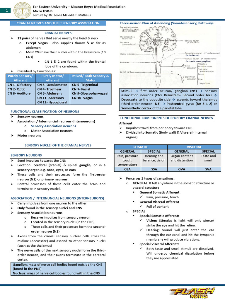 Sensory Cranial Nerves | PDF