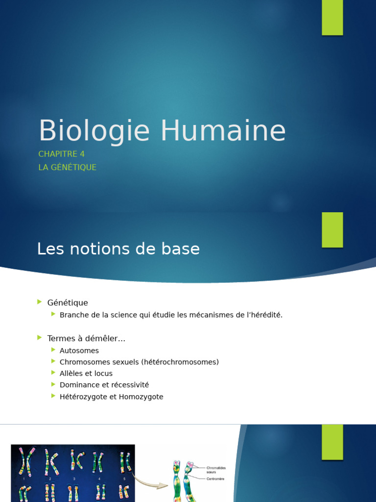 Cours 6 Génétique | PDF
