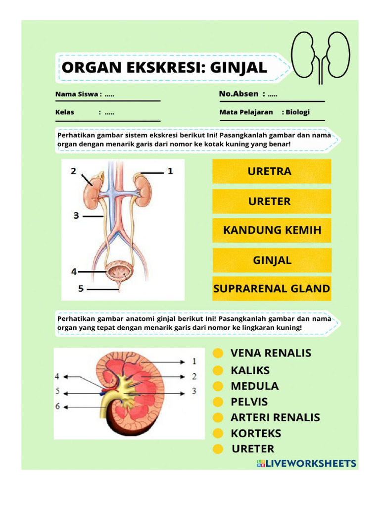 LKPD Ginjal | PDF