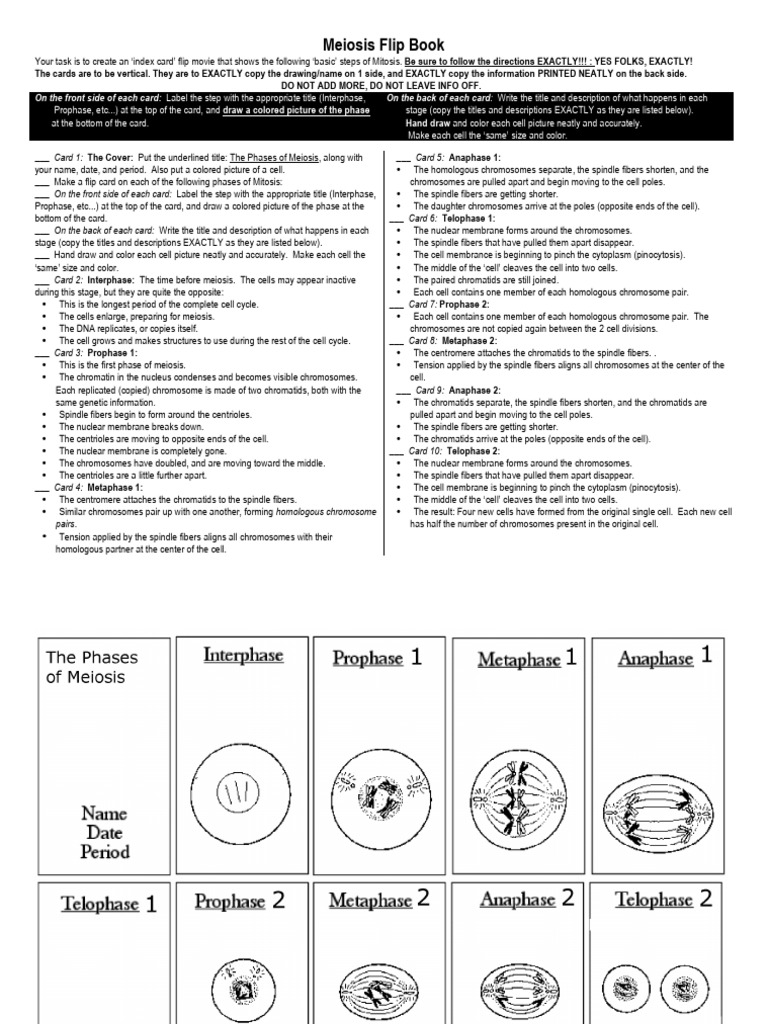 Activity 4 - Meiosis Flip Book | PDF