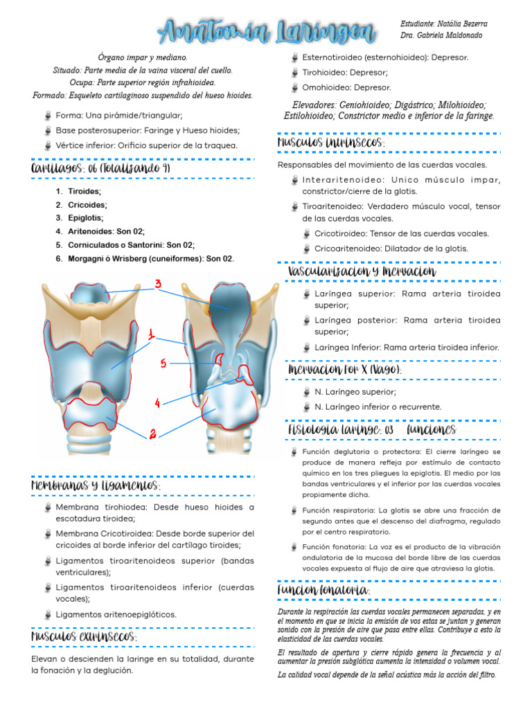 01 - Anatomia - Laringe y Faringe | PDF
