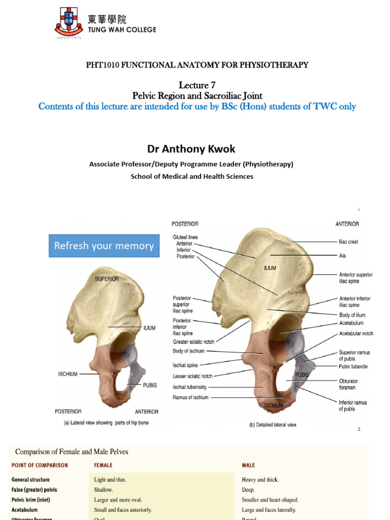 Lecture 7 Pelvis & SIJ 2023 | PDF | Pelvis | Abdomen