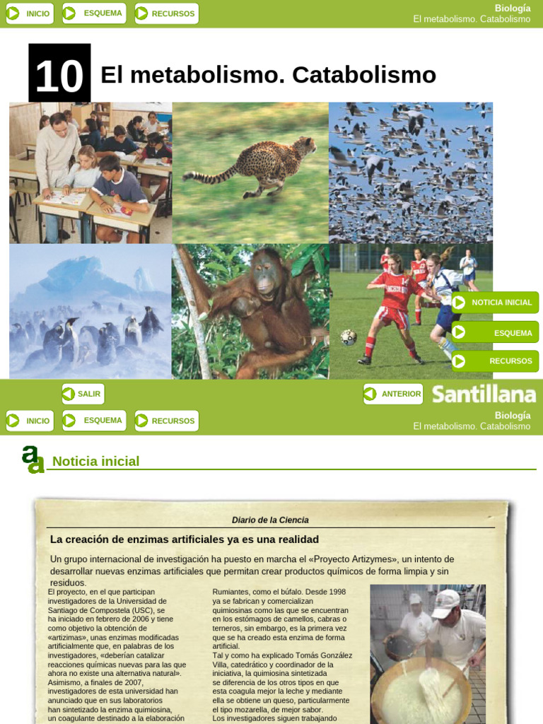 El Metabolismo. Catabolismo | PDF