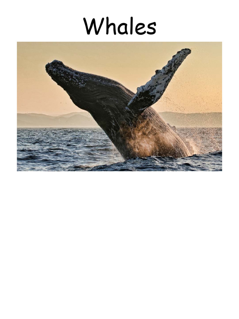FKB Kids Stories Whales | PDF