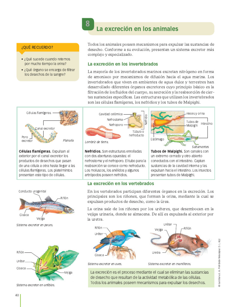 Anexo1 Sas 3 | PDF