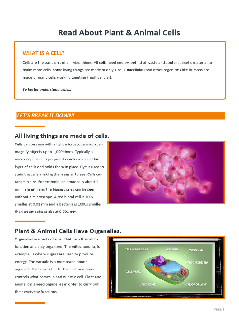 Plant & Animal Cells Explained | PDF | Cell (Biology) | Self-Improvement