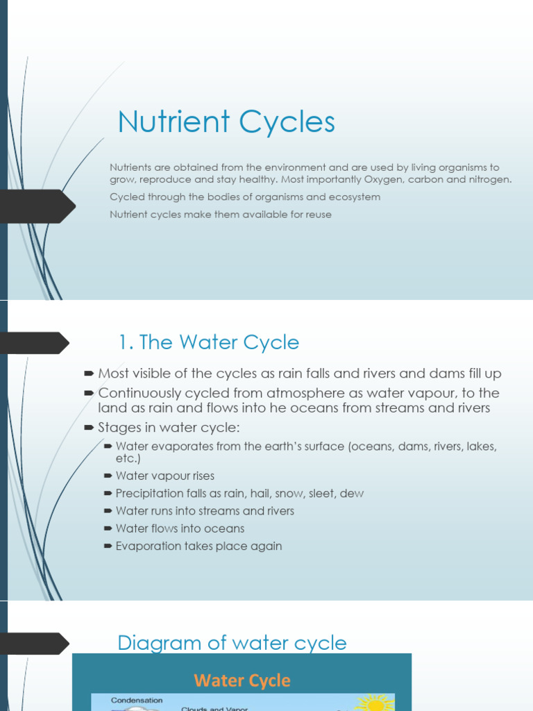 Nutrient Cycles | PDF