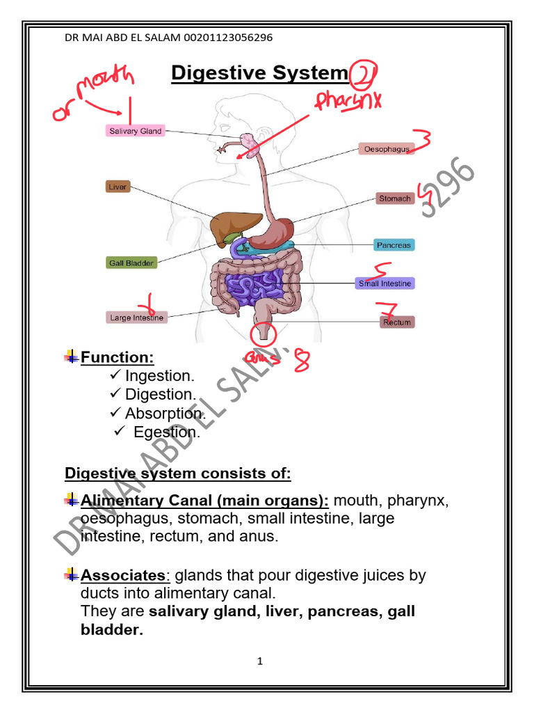 Digestive System Edit1hh | PDF | Digestion | Human Digestive System