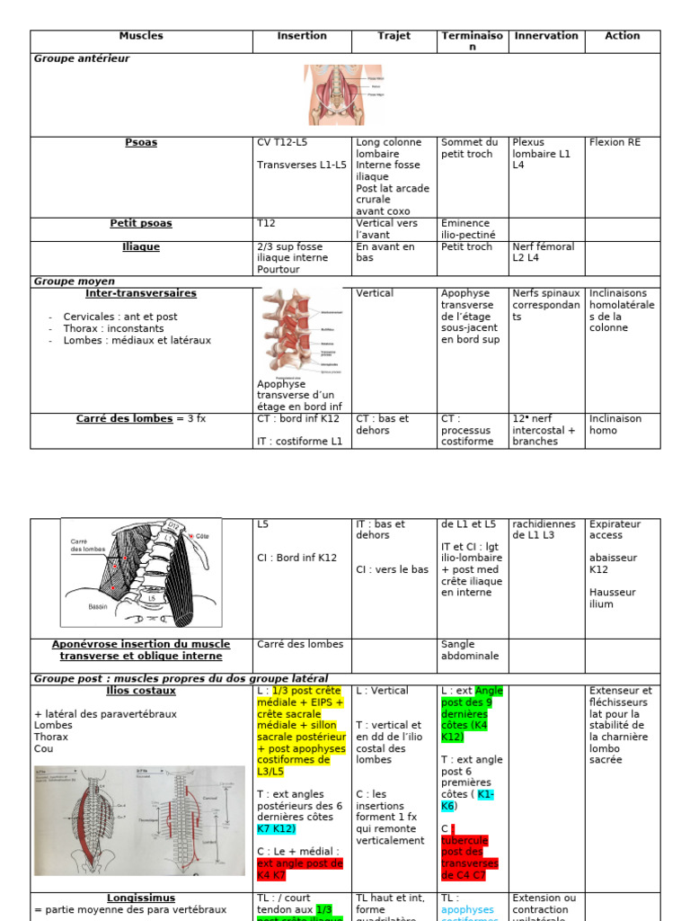 Anat Muscles Tronc | PDF