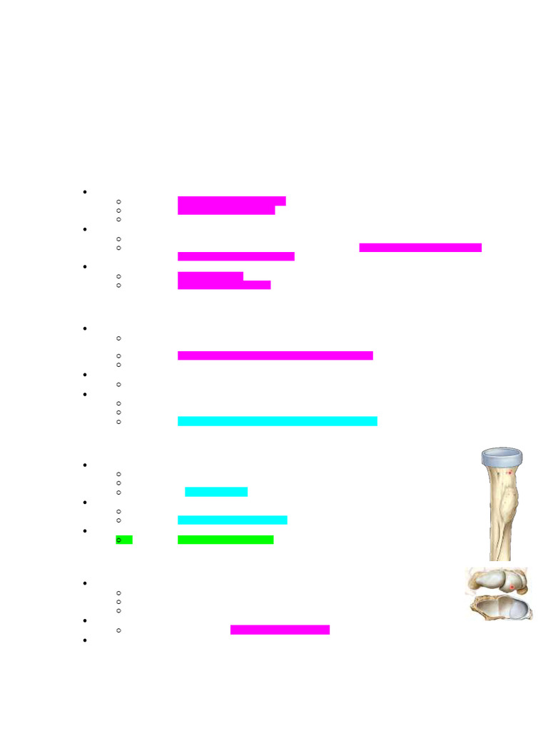Radio y Cubito - Miembro Superior | PDF | Sistema musculoesquelético ...