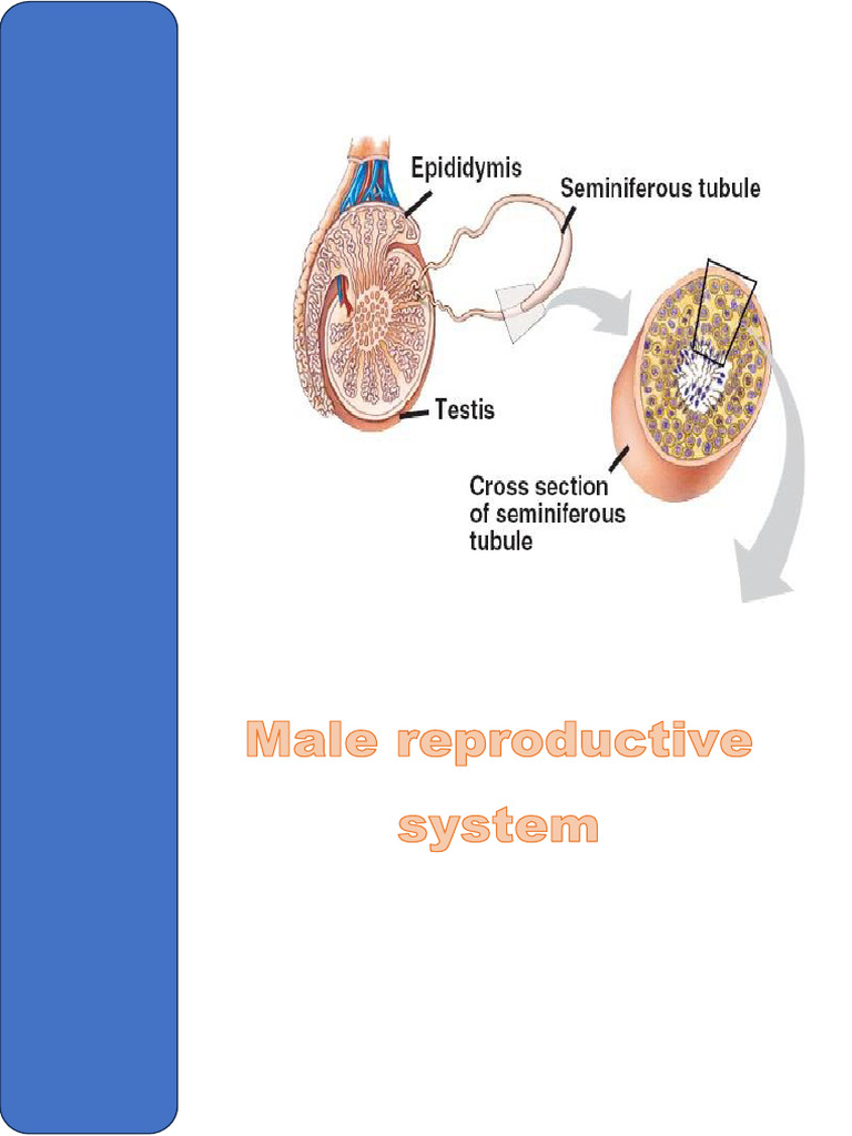 Physio Practical by DR - Maher (Reproduction) | PDF