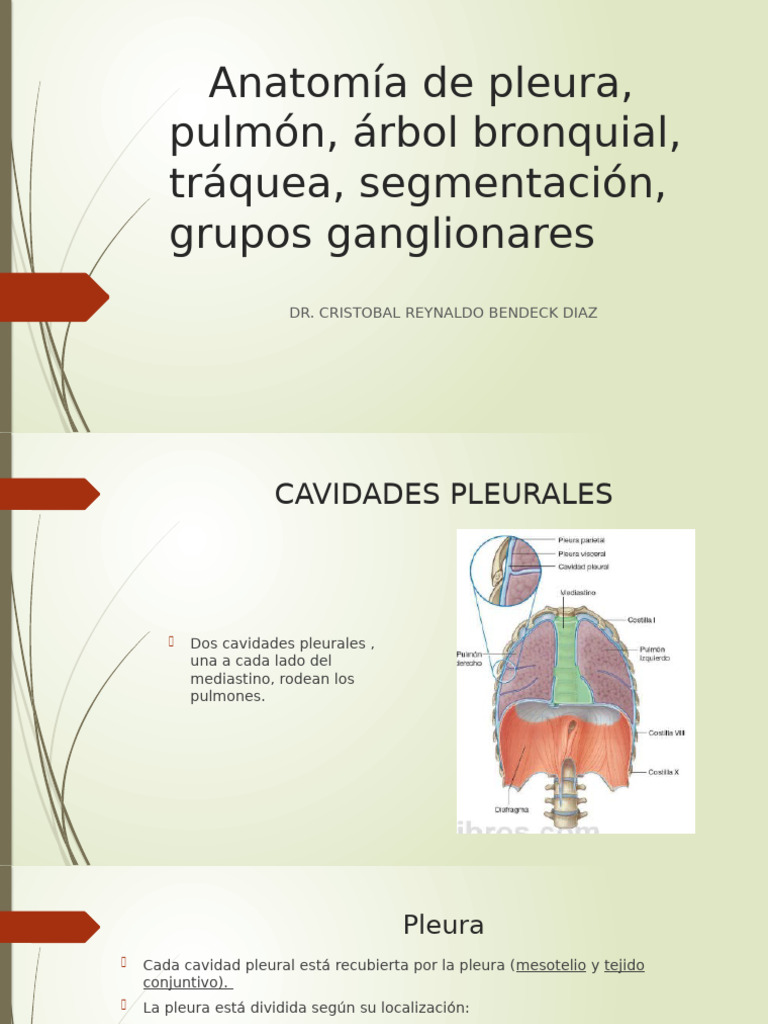 Anatomia Traquea, Bronquio, Pulmon | PDF