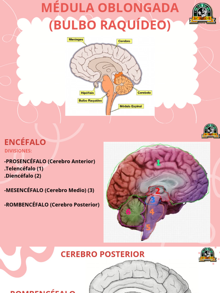 BULBO RAQUIDEO | PDF