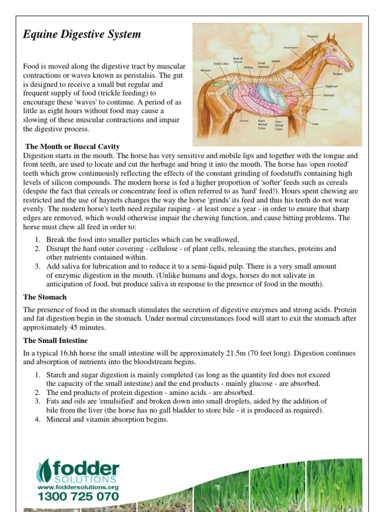 Digestive Tract Equine | PDF