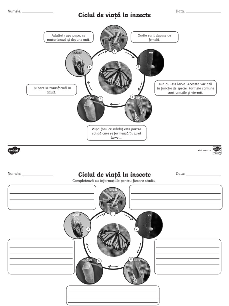 Ciclul de Viata Al Insectelor - Interactiv | PDF