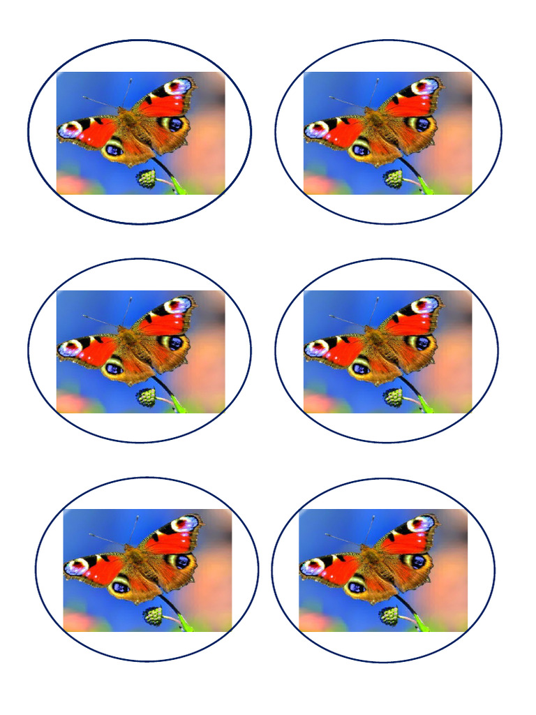 Ecuson Piept Fluturas | PDF