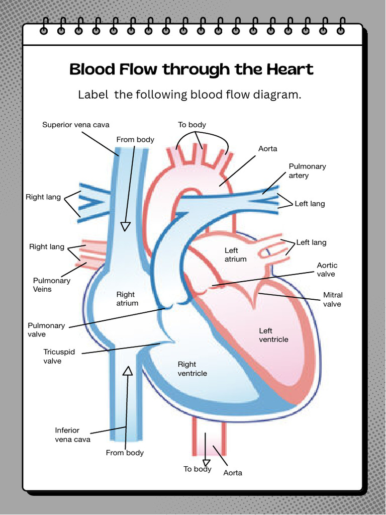 Blood Flow Through The Heart Complete | PDF