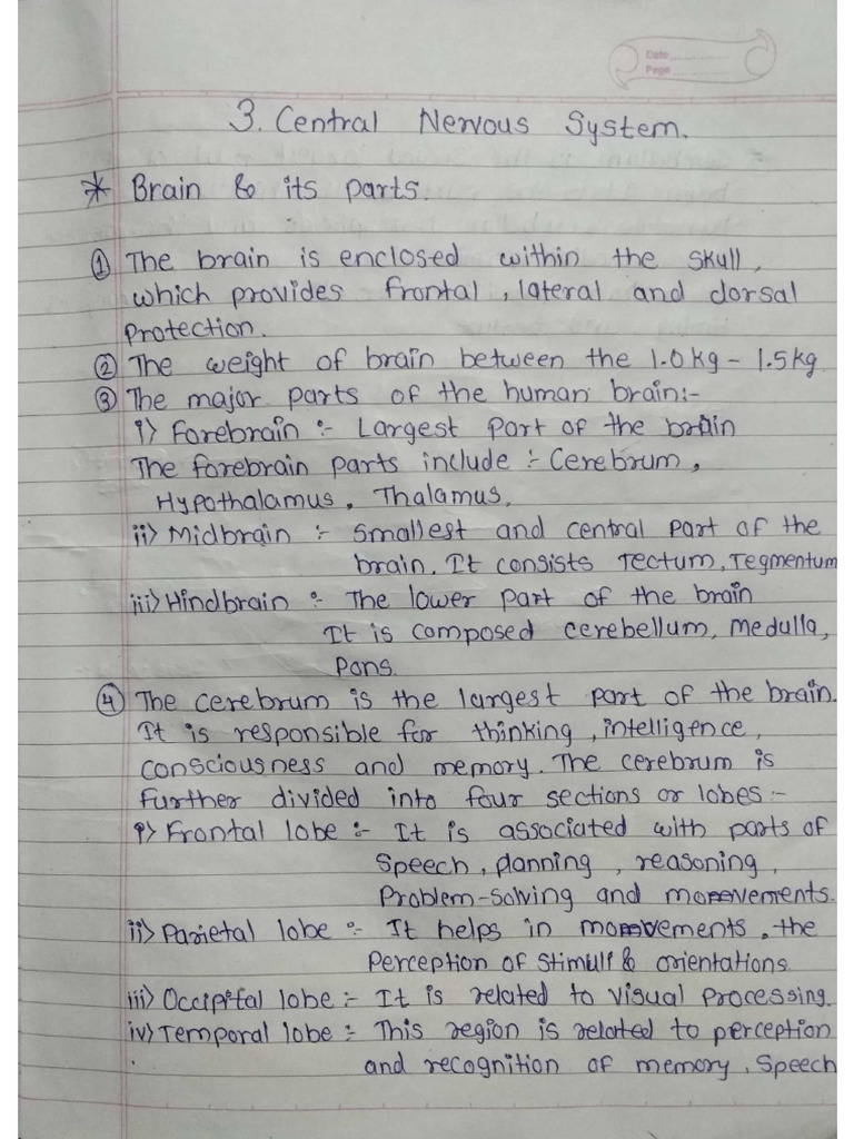 3. Central nervous system | PDF