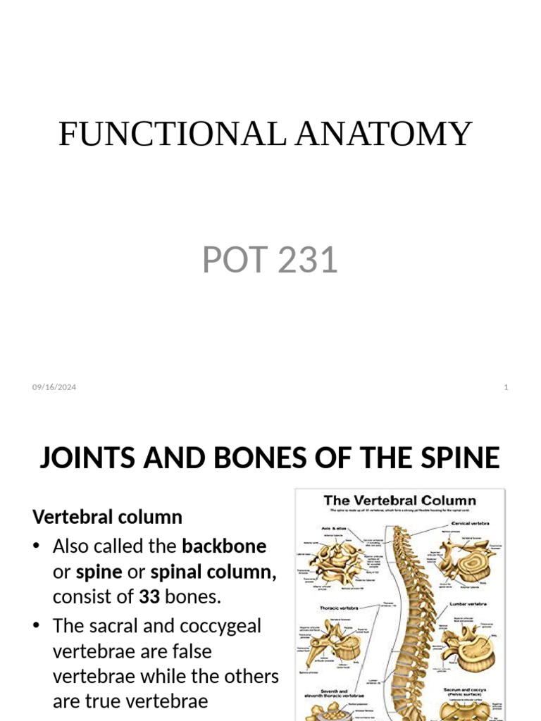 Bones and Joints of The Spine | PDF