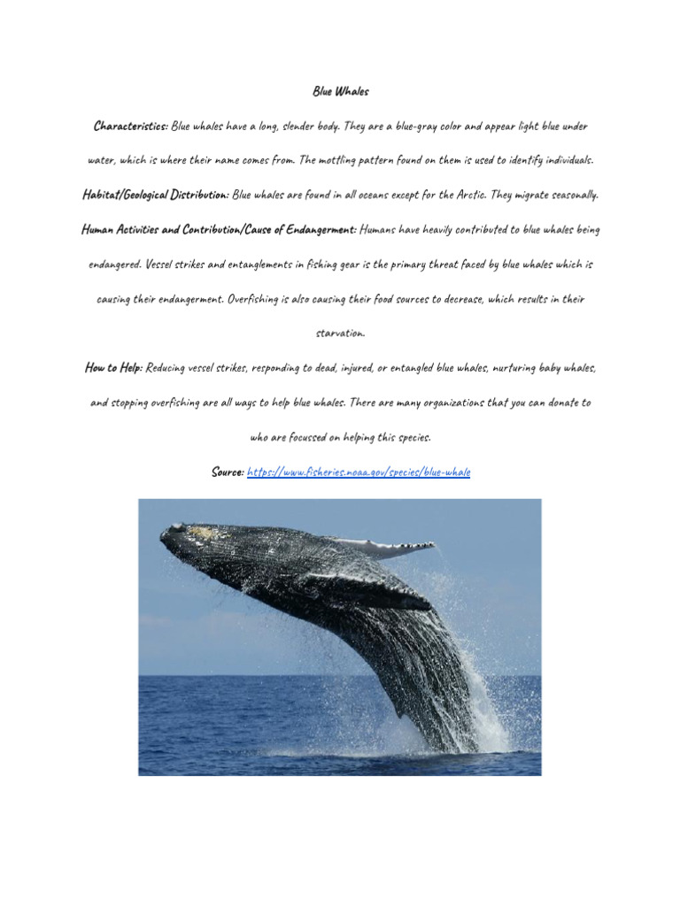 Blue Whales | PDF