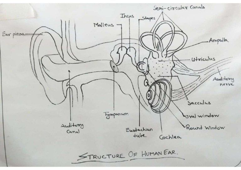 Ear Diagram | PDF