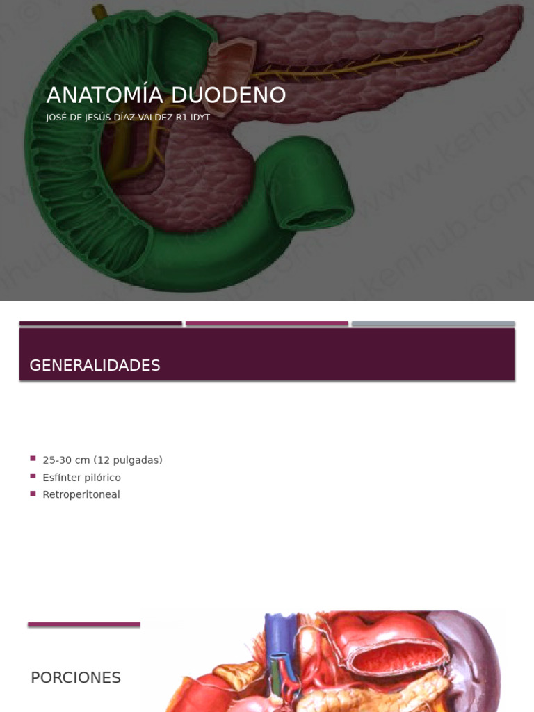 Anatomía de Duodeno | PDF