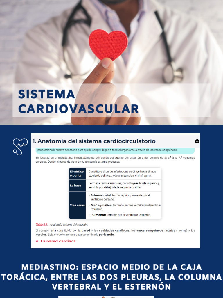 Sistema Cardiovascular | PDF