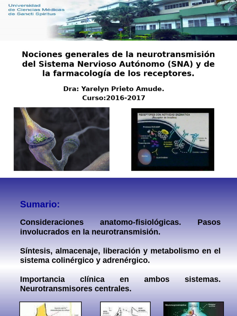 SNA y RECEPTORES | PDF | Acetilcolina | Norepinefrina