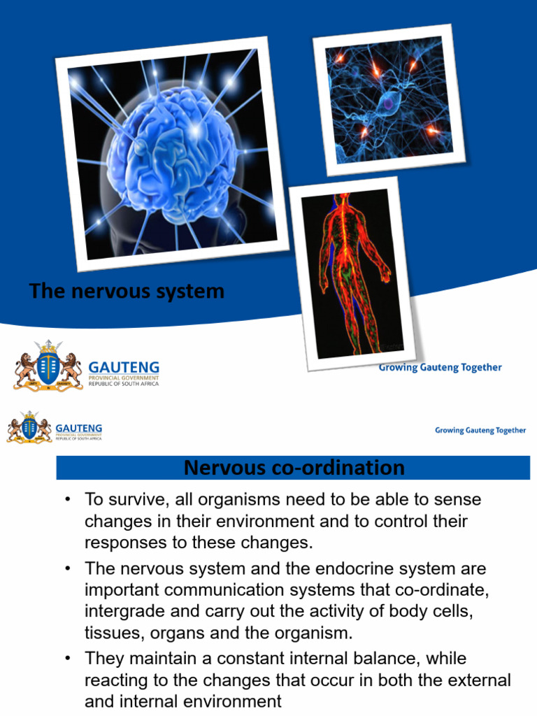 Life Sciences The Nervous System | PDF