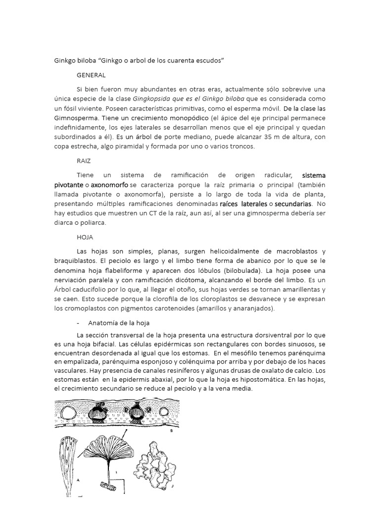 Ginkgo Biloba 2024 | PDF