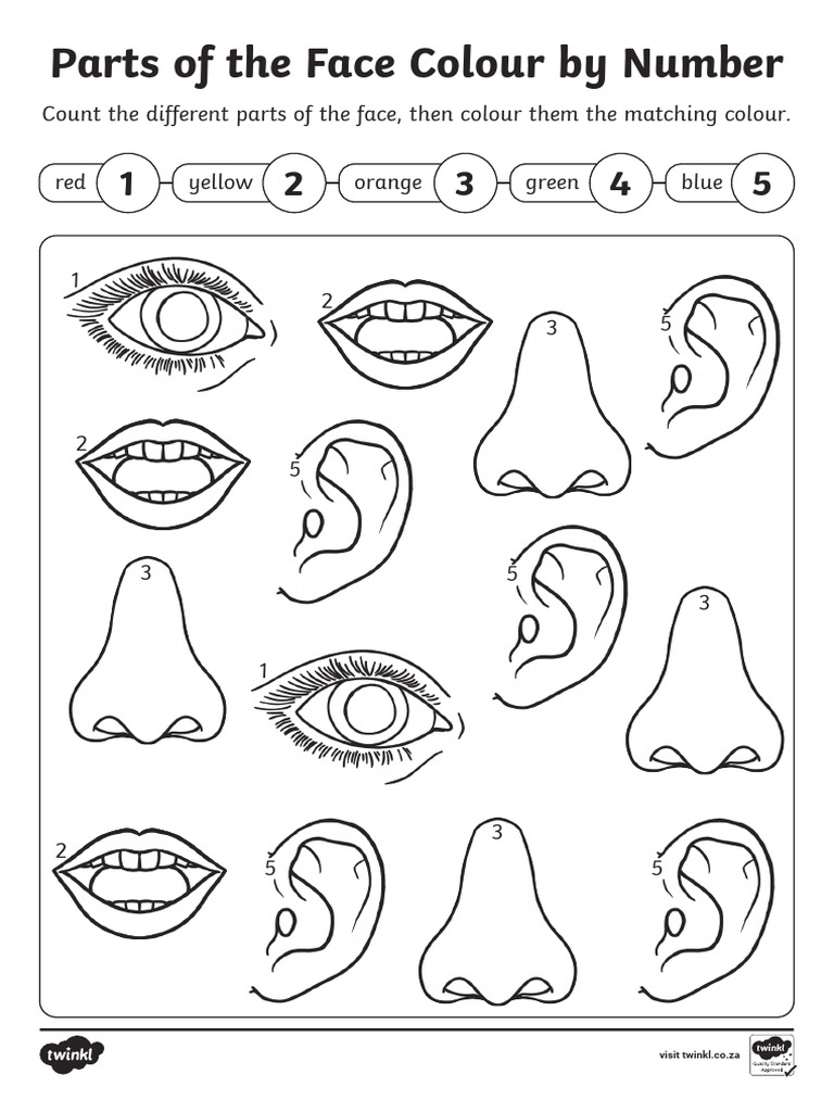Parts of the face | PDF