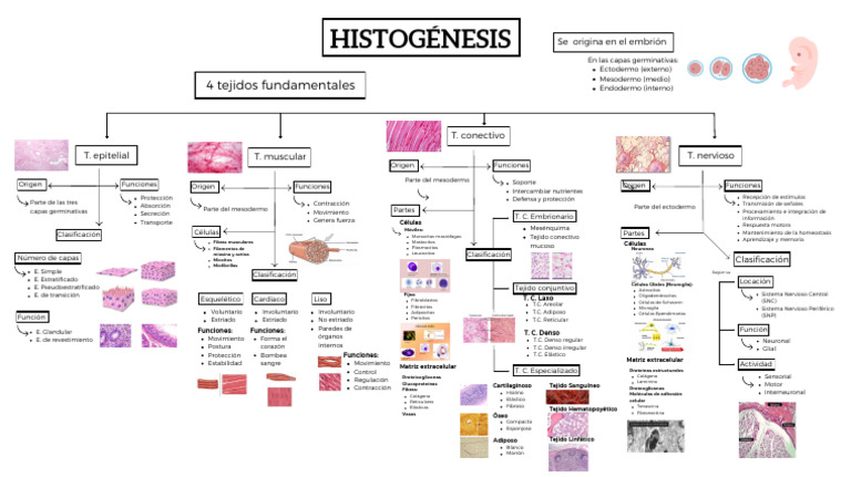 Histogénesis - Mapa | PDF