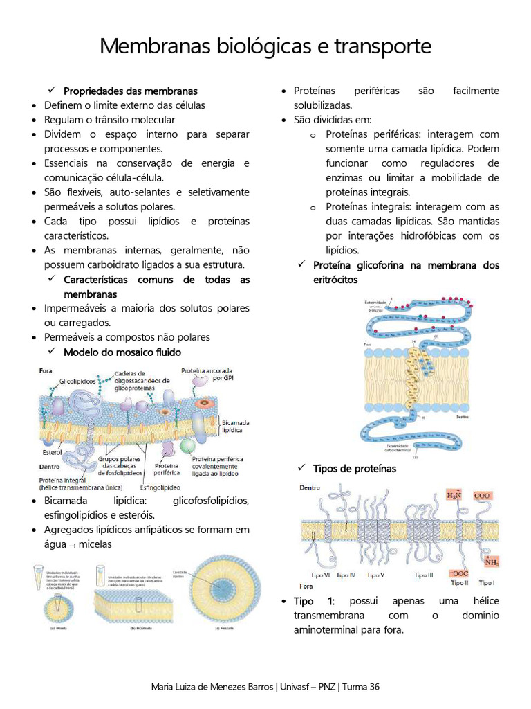 Membranas Biológicas e Transporte | PDF