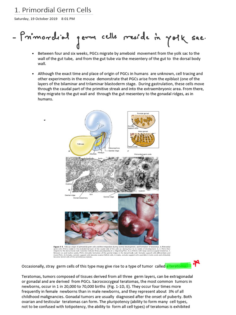 Primodial Germ Cells | PDF | Science & Mathematics