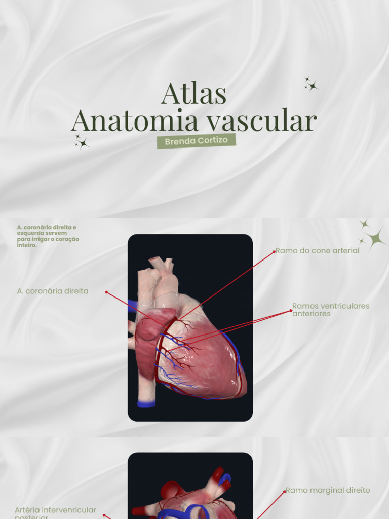 Atlas anatomia vascular. | PDF