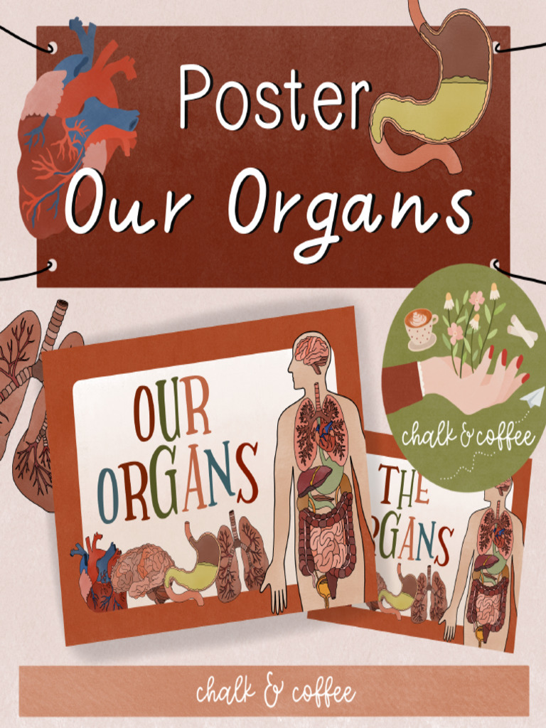 OurOrgansClassroomPosterScienceClassroomDecorHumanBodyWallArt-1 | PDF