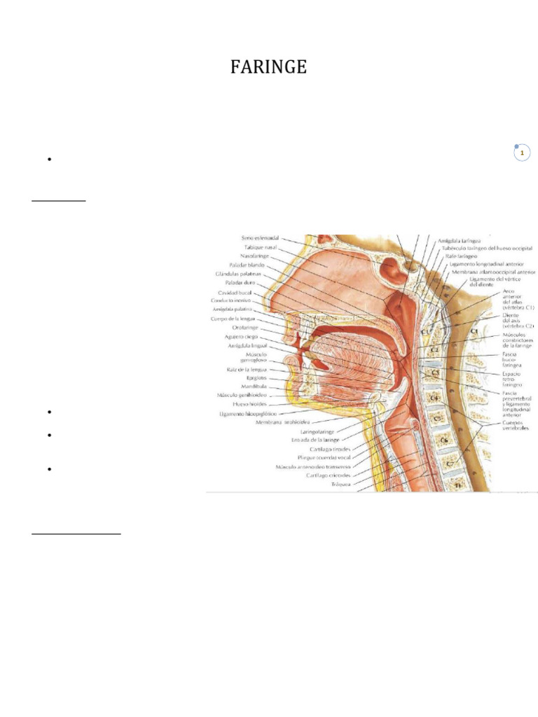 FARINGE y ESÓFAGO (Anatomía) | PDF
