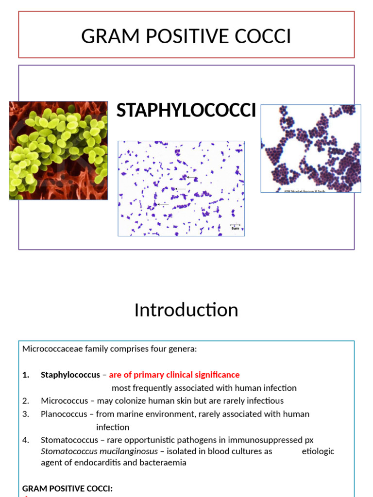 Staphylococcus | PDF