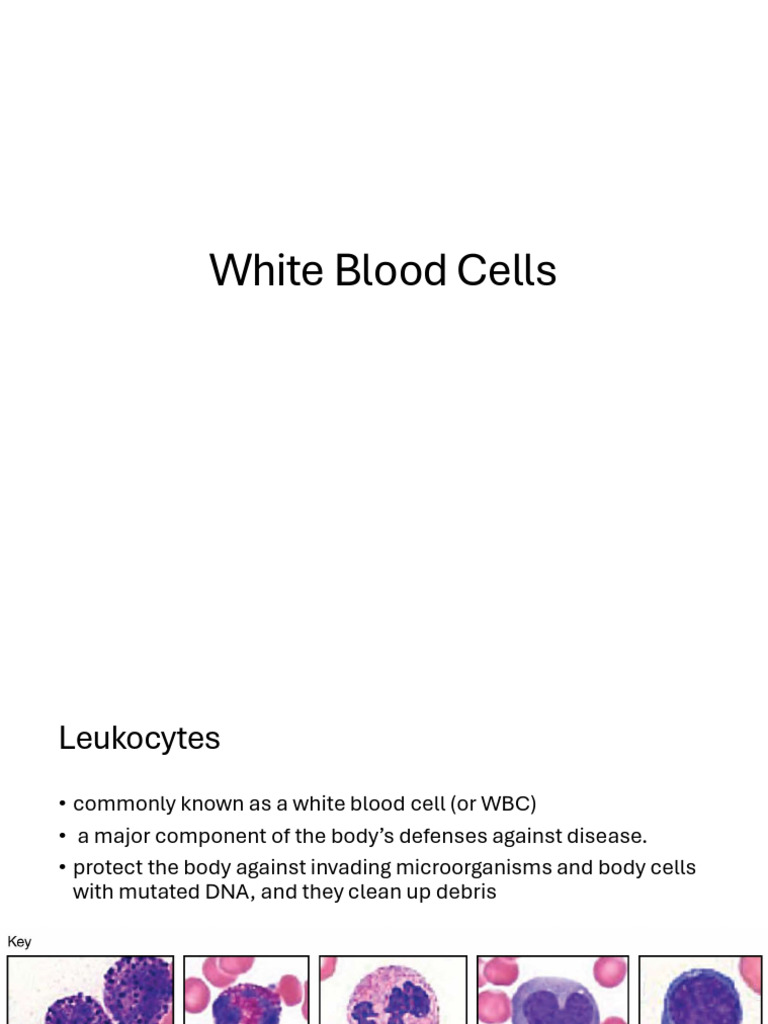 White Blood Cells | PDF | White Blood Cell | Immune System