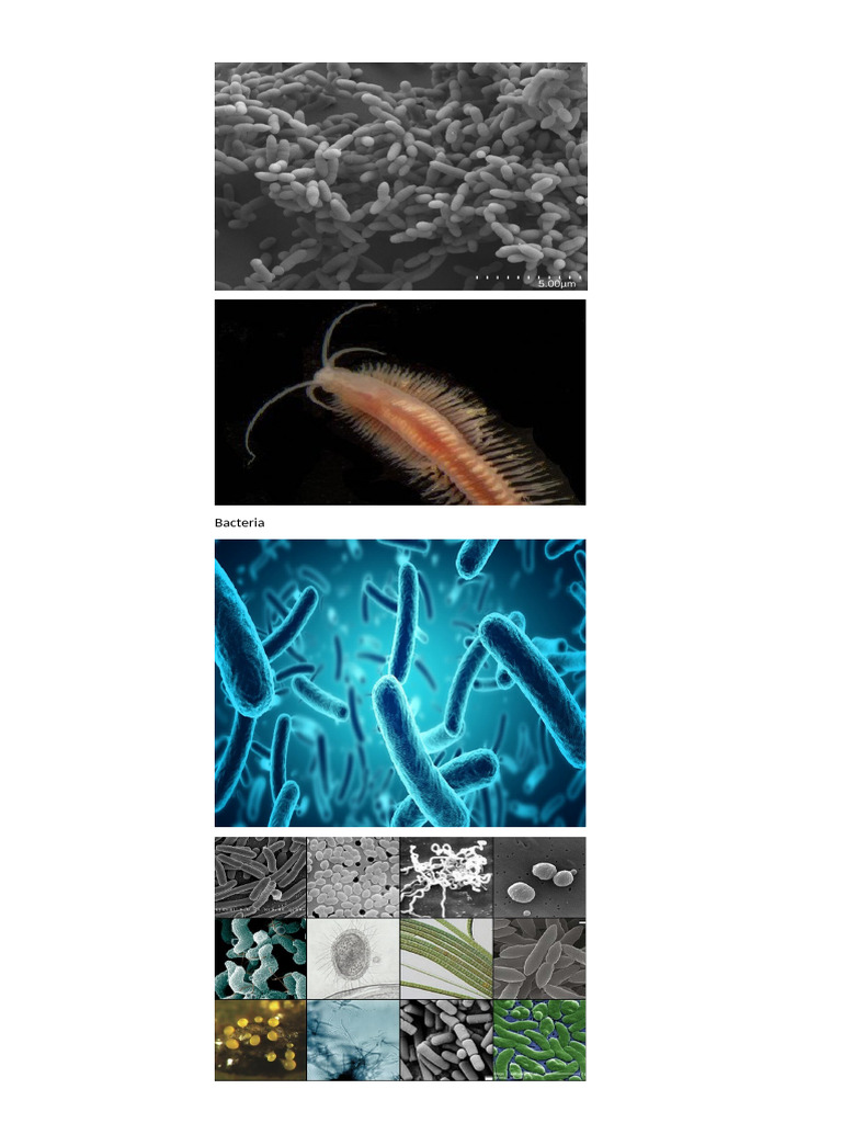 Bacteria | PDF