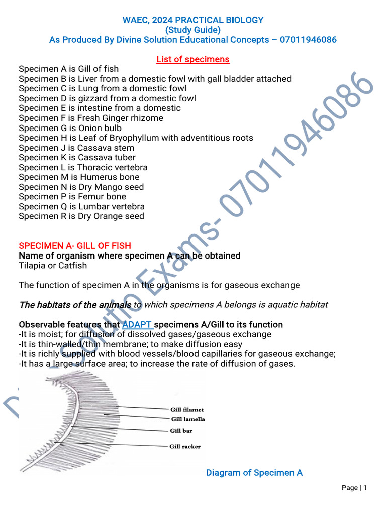WAEC 2024 PRACTICAL BIOLOGY (Study Guide) by Divine Solution Exams 07011946086 | PDF | Vertebra ...