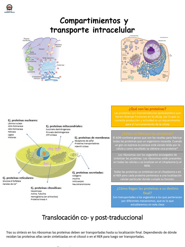 Clase 7 -Compartimentos y trasporte intracelular | PDF