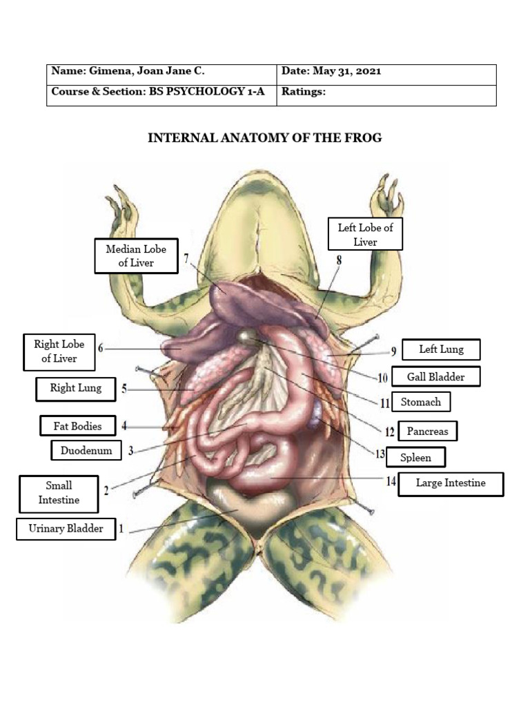Internal Anatomy of The Frog | PDF | Wellness