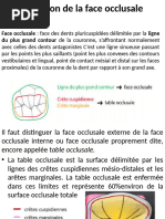 Anatomie descriptive des dents humaines | PDF | Dent humaine | Dent