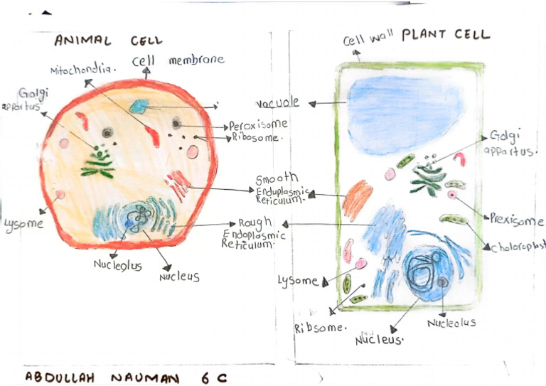 Plant and Animal Cell | PDF