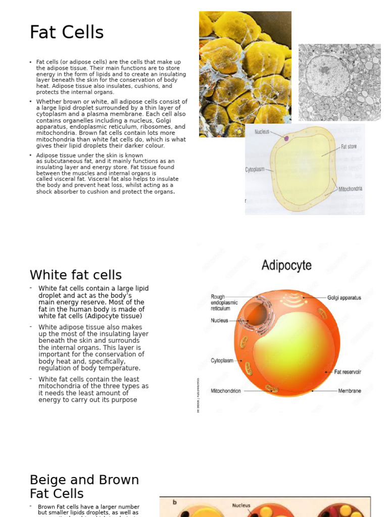 Biology Presentation Fat Cells | PDF