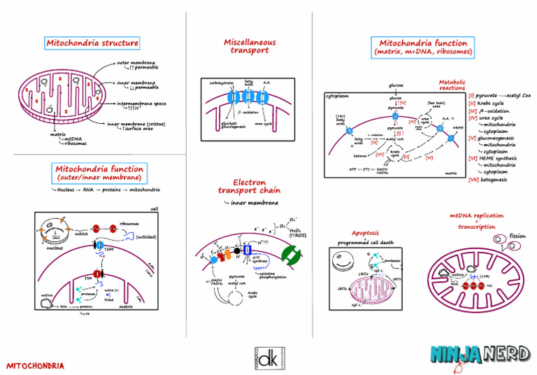 Mitochondria Structure & Function (1) Atf | PDF