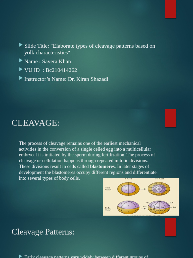 Cleavage | PDF