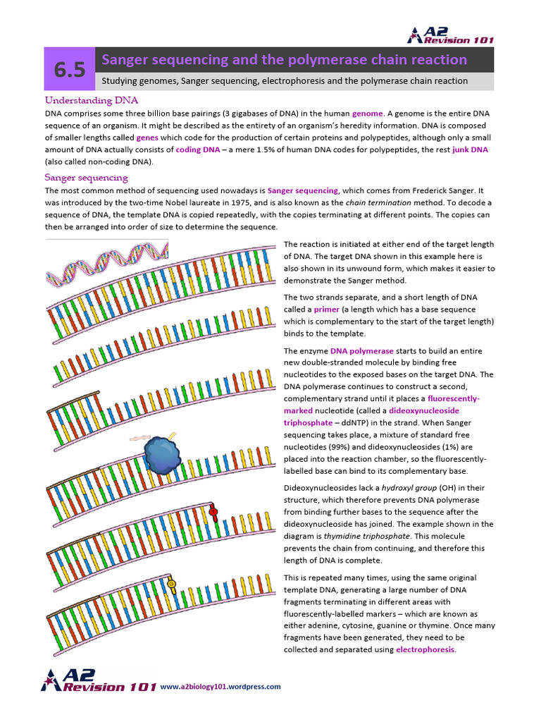 Sanger Sequence Polymerase Chain Reaction Revision Notes | PDF