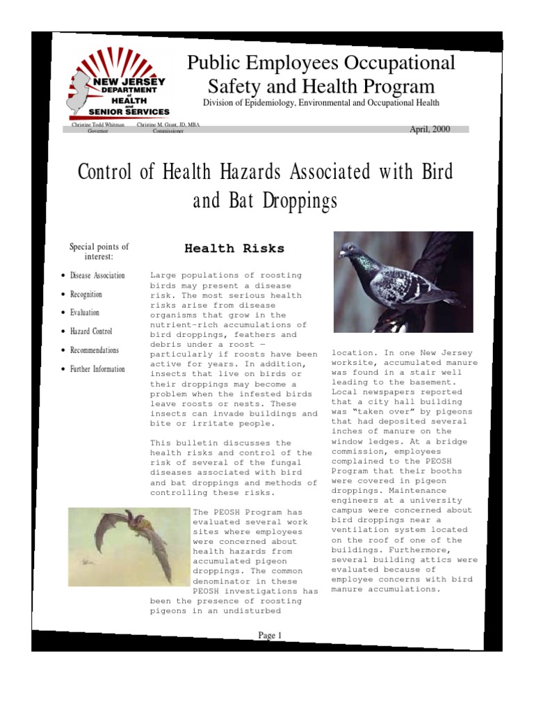 Pigeon | PDF | Science & Mathematics